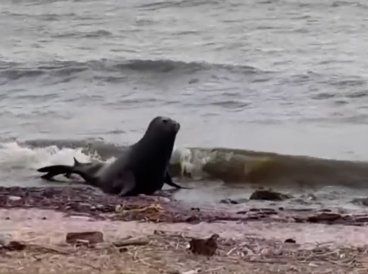 [VIDEO] - Un lobo marino apareció en la costa de Vicente López - MinutoYA